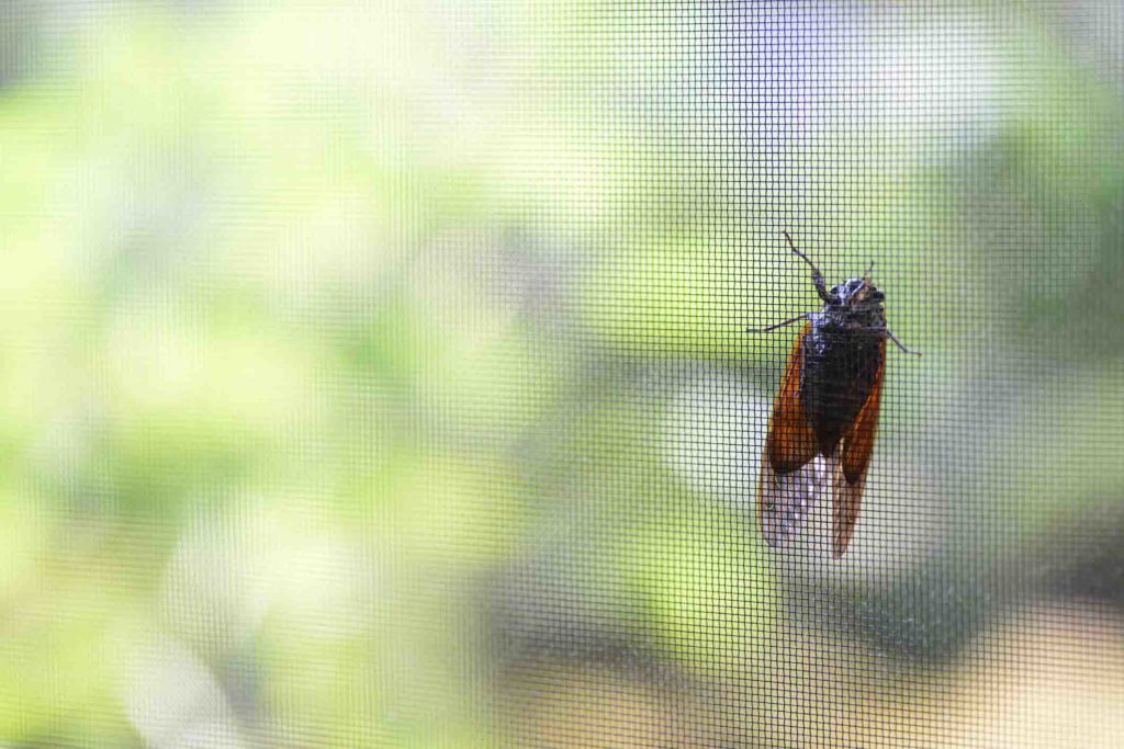 Clean Window Screens: Your Simple Guide To Clean Screens